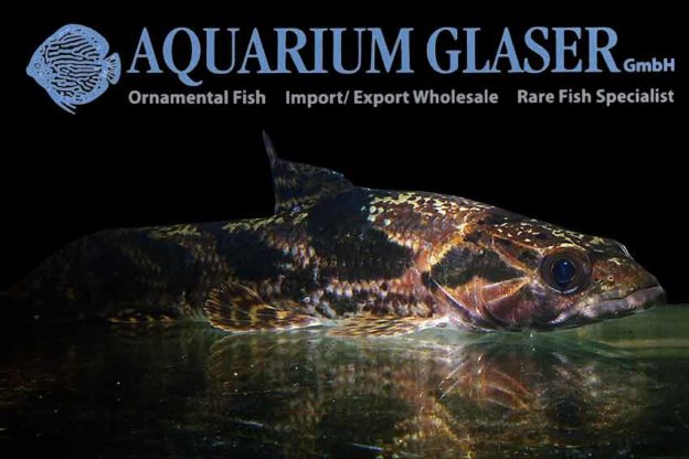 09. Characoids: tetra relationship - Page 4 of 5 - Aquarium Glaser GmbH