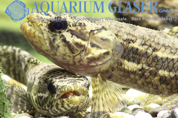 Hoplias curupira - Aquarium Glaser GmbH