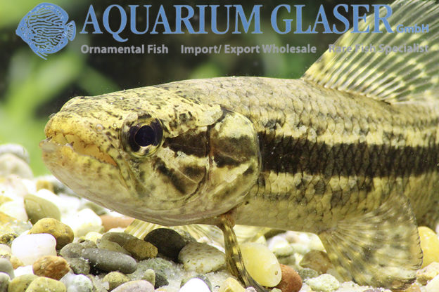 Hoplias curupira - Aquarium Glaser GmbH