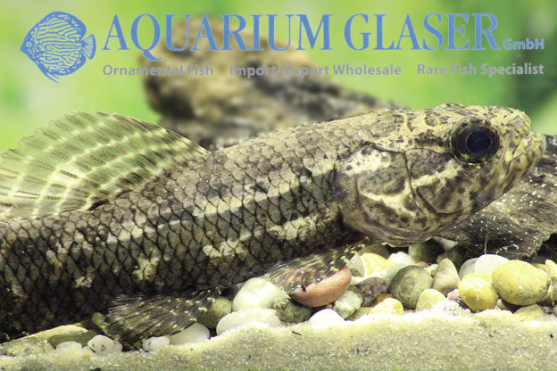 Hoplias curupira - Aquarium Glaser GmbH