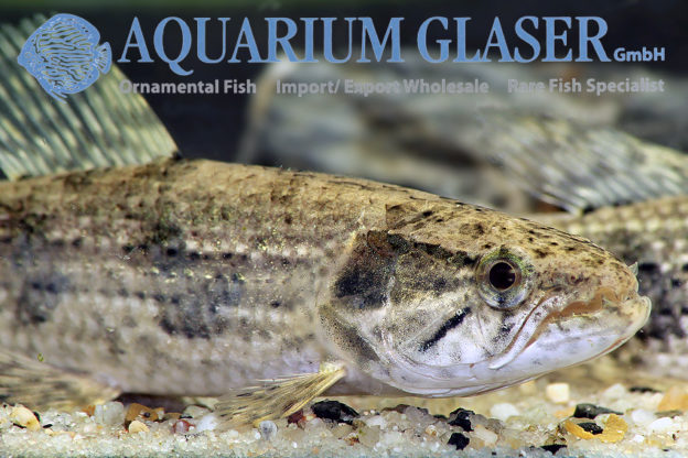 Hoplias malabaricus German bred - Aquarium Glaser GmbH