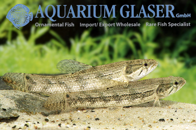 Hoplias malabaricus German bred - Aquarium Glaser GmbH