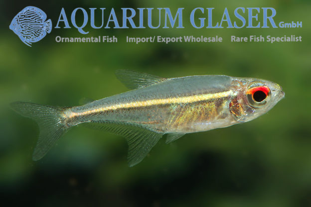 09. Characoids: tetra relationship - Aquarium Glaser GmbH