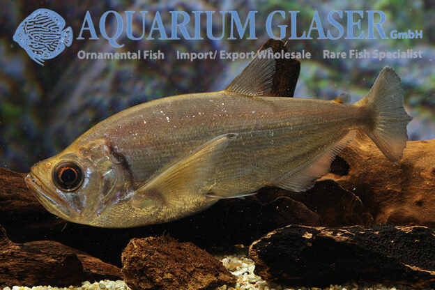 Fish Archive - Aquarium Glaser GmbH