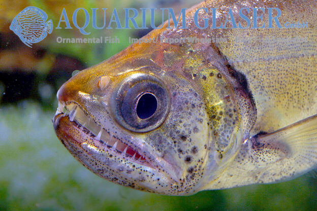 Hydrolycus armatus Orinoco - Aquarium Glaser GmbH