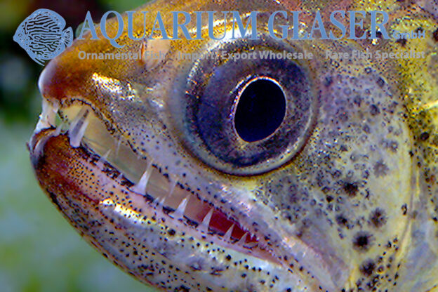 Hydrolycus armatus Orinoco - Aquarium Glaser GmbH