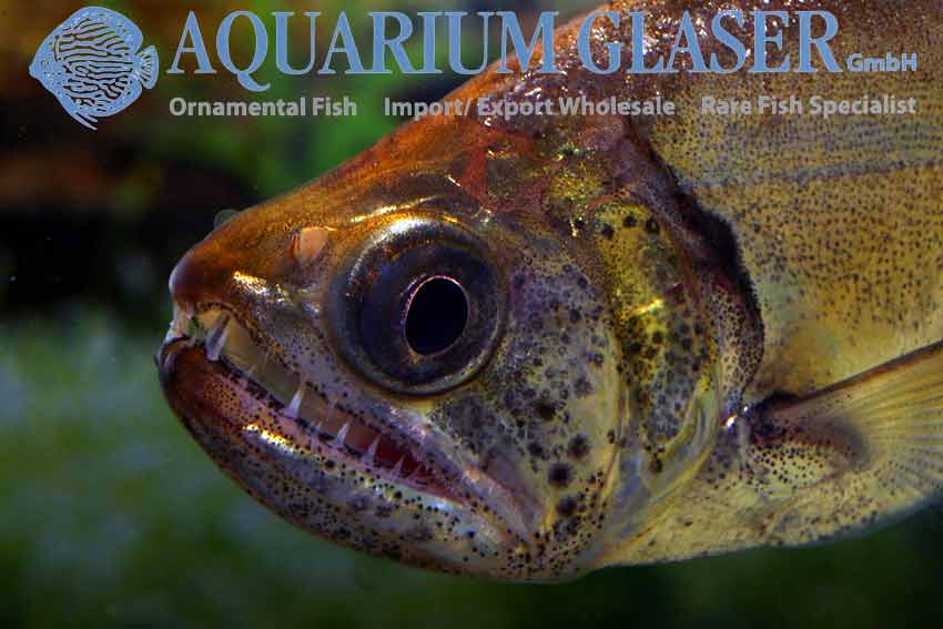 Hydrolycus armatus Orinoko - Aquarium Glaser GmbH