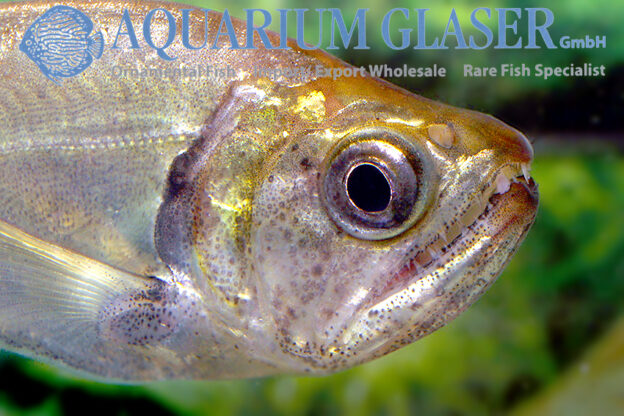 Hydrolycus armatus Orinoco - Aquarium Glaser GmbH