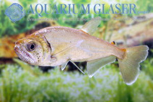 Hydrolycus armatus Orinoco - Aquarium Glaser GmbH