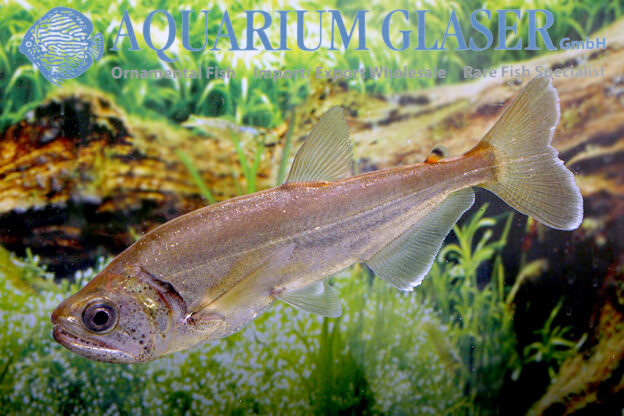 Hydrolycus armatus Orinoco - Aquarium Glaser GmbH