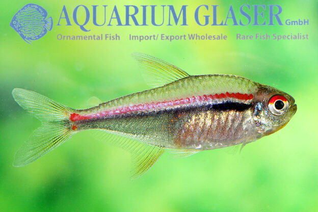 Hyphessobrycon amapaensis - Aquarium Glaser GmbH