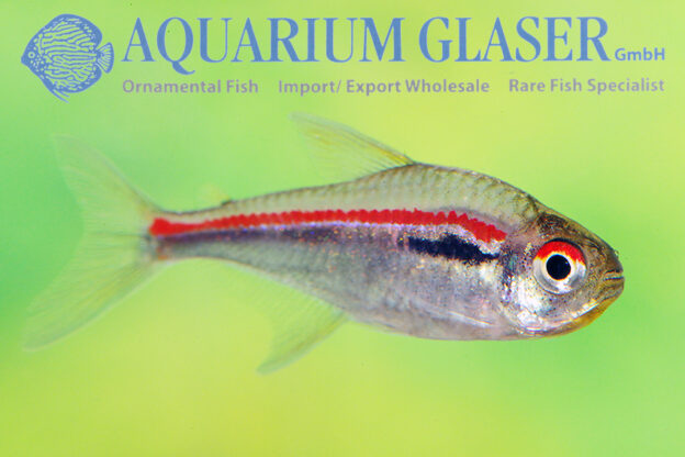 Hyphessobrycon amapaensis - Aquarium Glaser GmbH