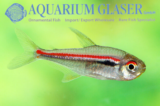 Hyphessobrycon amapaensis - Aquarium Glaser GmbH