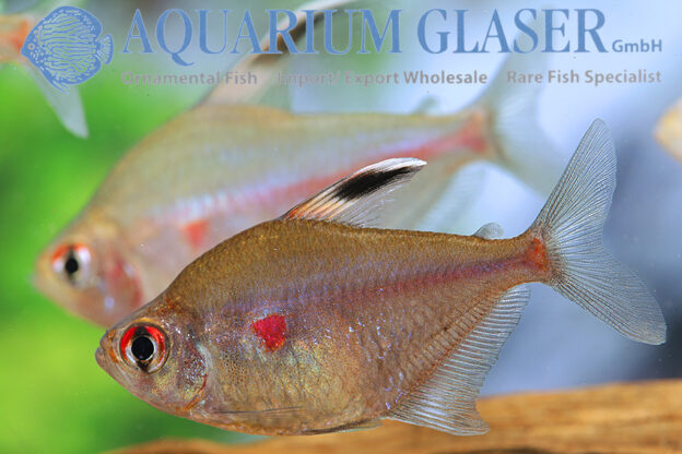 Megalamphodus erythrostigmus = Hyphessobrycon erythrostigma - Aquarium ...