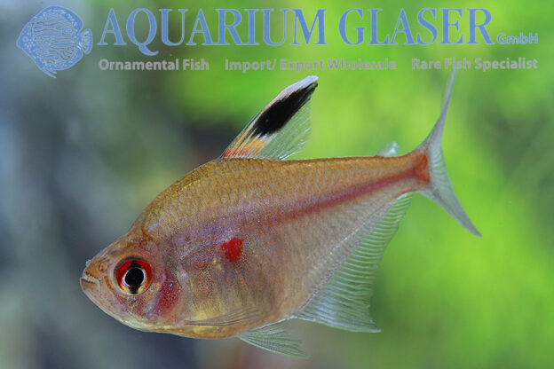 Megalamphodus erythrostigmus = Hyphessobrycon erythrostigma - Aquarium ...