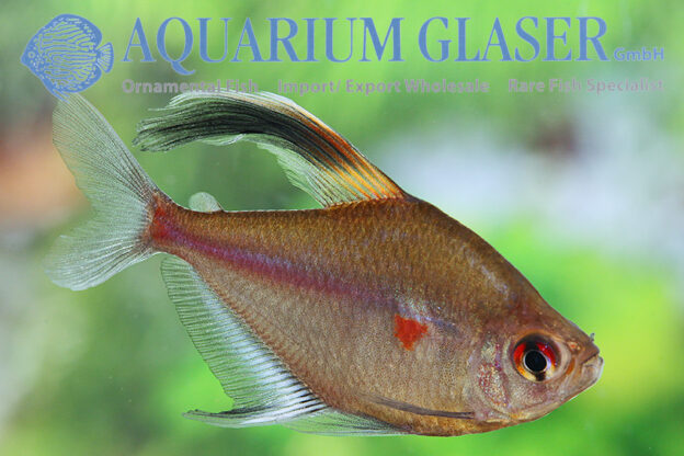 Megalamphodus erythrostigmus = Hyphessobrycon erythrostigma - Aquarium ...