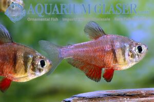 Hyphessobrycon flammeus - Aquarium Glaser GmbH