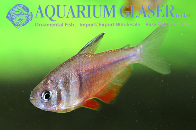 Hyphessobrycon flammeus - Aquarium Glaser GmbH