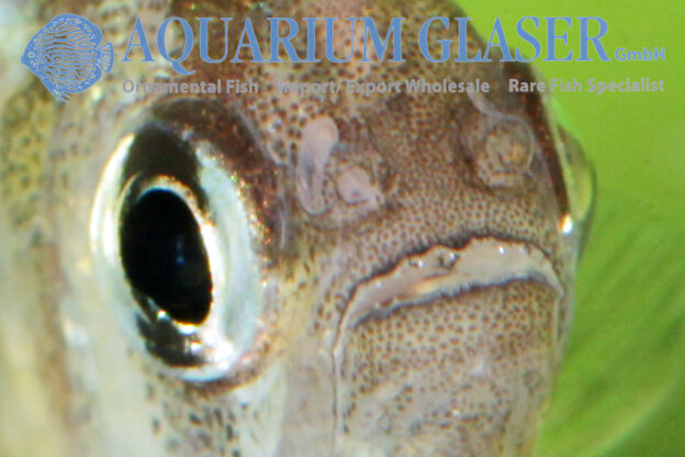 Hyphessobrycon flammeus - Aquarium Glaser GmbH