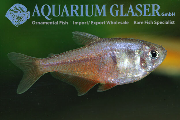 Hyphessobrycon flammeus - Aquarium Glaser GmbH