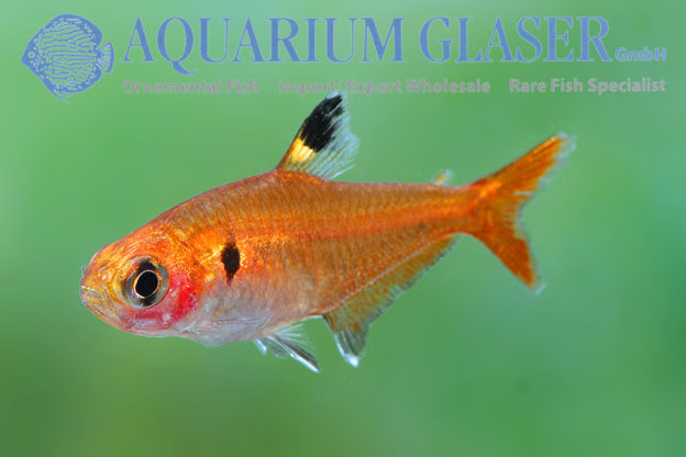 Hyphessobrycon haraldschultzi - Aquarium Glaser GmbH