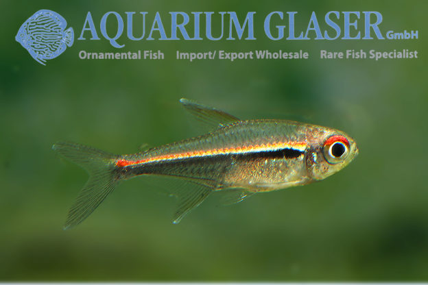 Hyphessobrycon heterorhabdus - Aquarium Glaser GmbH