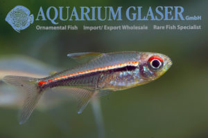 Hyphessobrycon heterorhabdus - Aquarium Glaser GmbH