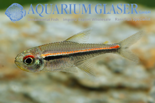 Hyphessobrycon heterorhabdus - Aquarium Glaser GmbH