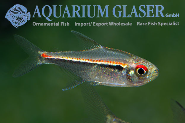 Hyphessobrycon heterorhabdus - Aquarium Glaser GmbH