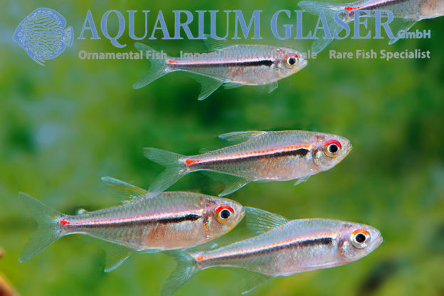 Hyphessobrycon heterorhabdus - Aquarium Glaser GmbH