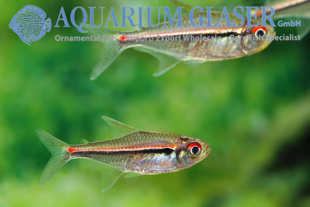 Hyphessobrycon heterorhabdus - Aquarium Glaser GmbH