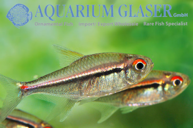 Hyphessobrycon heterorhabdus - Aquarium Glaser GmbH