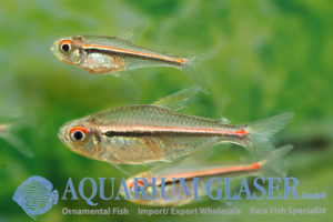 Hyphessobrycon heterorhabdus - Aquarium Glaser GmbH