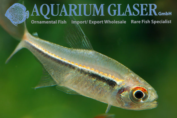 Hyphessobrycon heterorhabdus - Aquarium Glaser GmbH