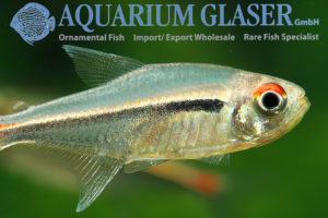 Hyphessobrycon heterorhabdus - Aquarium Glaser GmbH