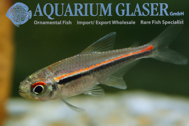Hyphessobrycon heterorhabdus - Aquarium Glaser GmbH