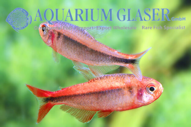 Hyphessobrycon myrmex - Aquarium Glaser GmbH