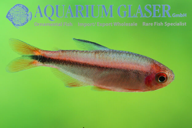 Hyphessobrycon myrmex - Aquarium Glaser GmbH