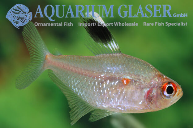 Hyphessobrycon pyrrhonotus JUVENILE - Aquarium Glaser GmbH