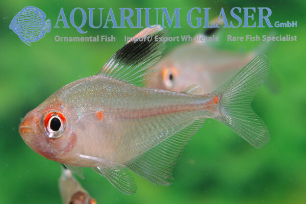Hyphessobrycon pyrrhonotus JUVENILE - Aquarium Glaser GmbH