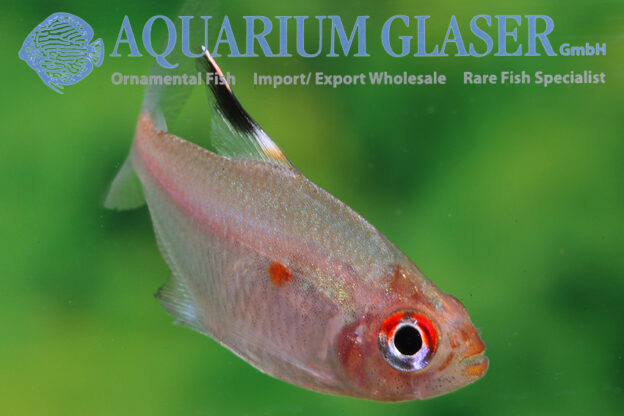 Hyphessobrycon pyrrhonotus JUVENILE - Aquarium Glaser GmbH