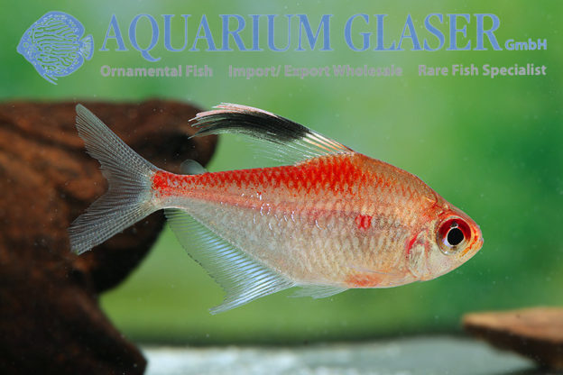 09. Characoids: tetra relationship - Aquarium Glaser GmbH
