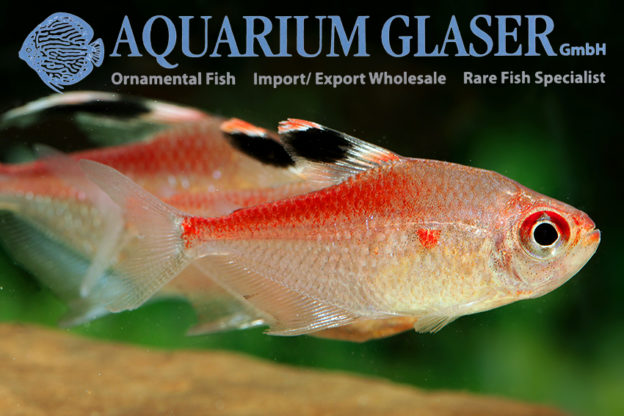 09. Characoids: tetra relationship - Aquarium Glaser GmbH