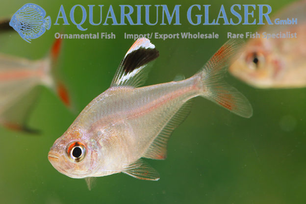 09. Characoids: tetra relationship - Aquarium Glaser GmbH