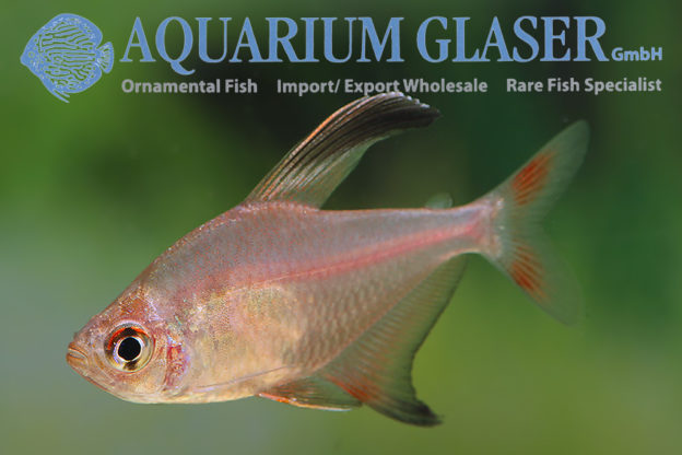 09. Characoids: tetra relationship - Aquarium Glaser GmbH