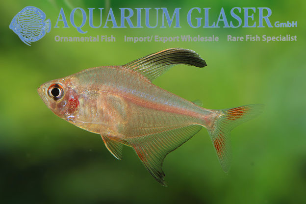 09. Characoids: tetra relationship - Aquarium Glaser GmbH