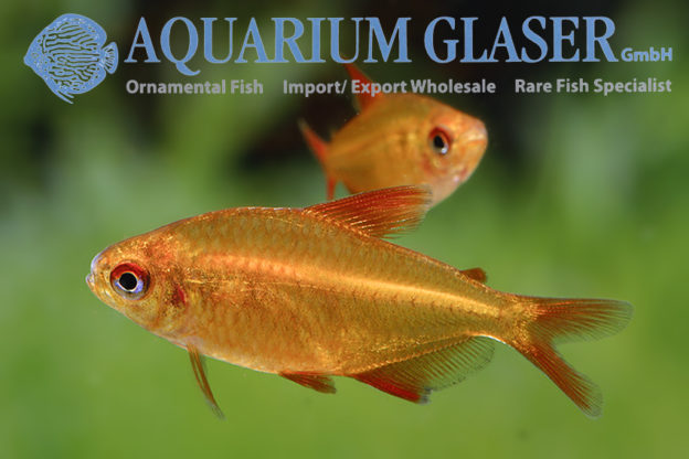 Hyphessobrycon sp. „Muzel Red Cherry“ - Aquarium Glaser GmbH