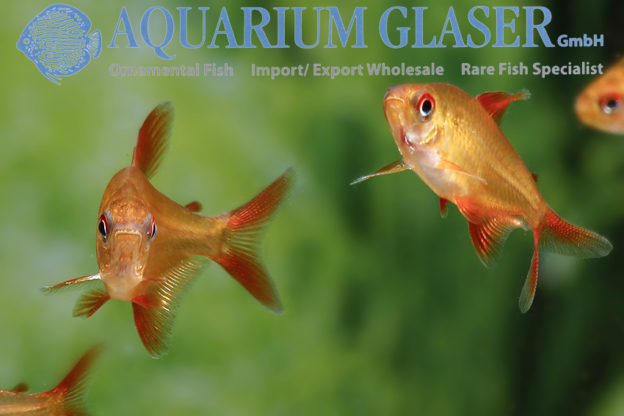 Hyphessobrycon sp. "Muzel Red Cherry“ - Aquarium Glaser GmbH