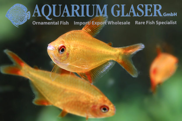 Hyphessobrycon sp. „Muzel Red Cherry“ - Aquarium Glaser GmbH