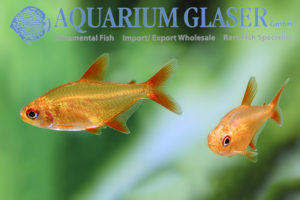Hyphessobrycon sp. "Muzel Red Cherry“ - Aquarium Glaser GmbH